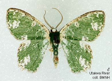 Papua Insects Foundation (Lepidoptera/Geometridae(Geometrinae ...